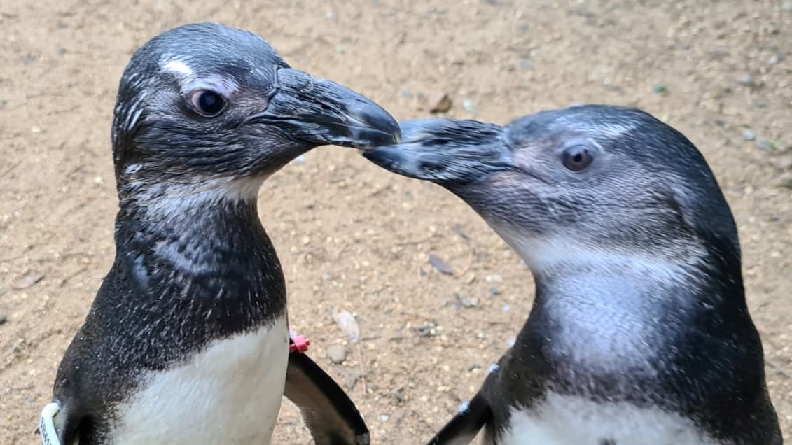 VIDEO: Birdworld penguin becomes 'guide-bird' to companion with eye ...